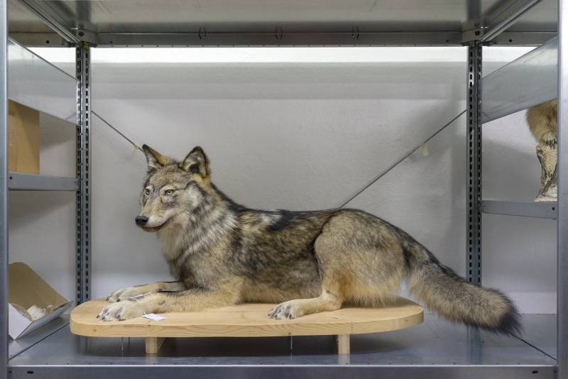 Qui a vu le loup? | édhéa